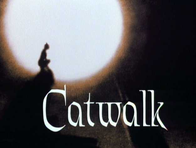 Catwalk – The Matt Signal